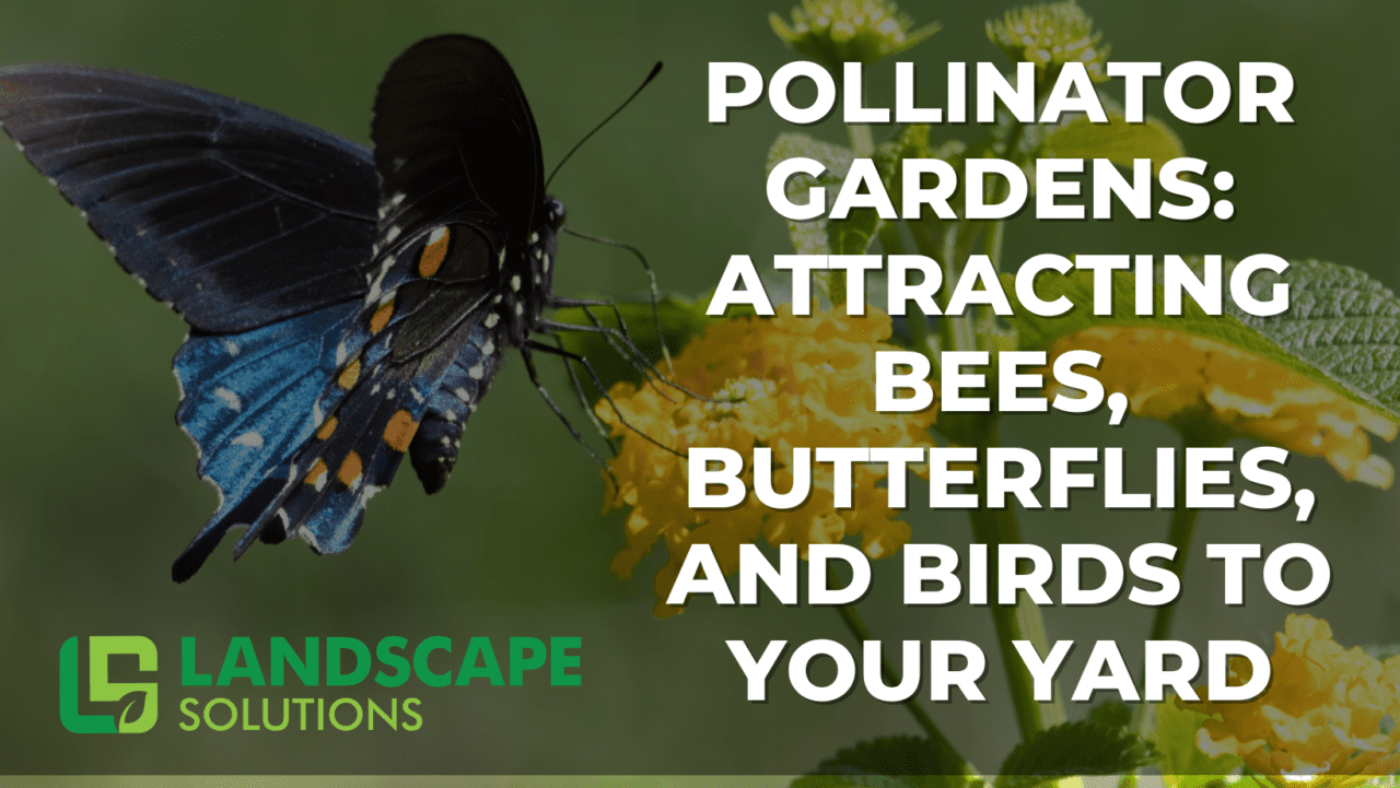 Pollinator Gardens: Attracting Bees, Butterflies, and Birds - Landscape ...