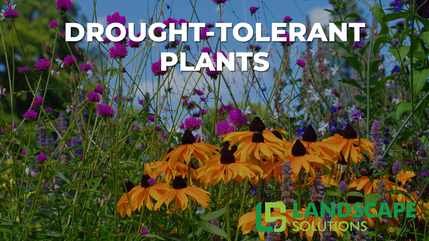 The Best Drought-Tolerant Plants for Your Garden - Landscape Solutions