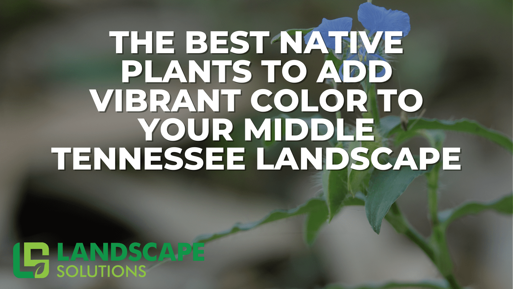 The Best Native Plants to Add Vibrant Color - Landscape Solutions
