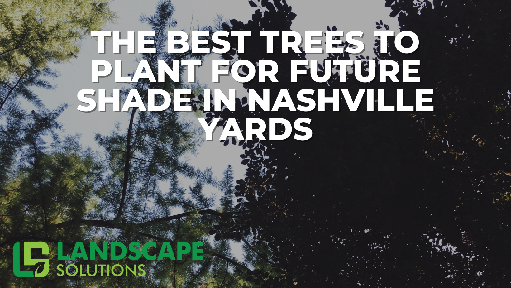Best Trees for Shade in Nashville Yards - Landscape Solutions